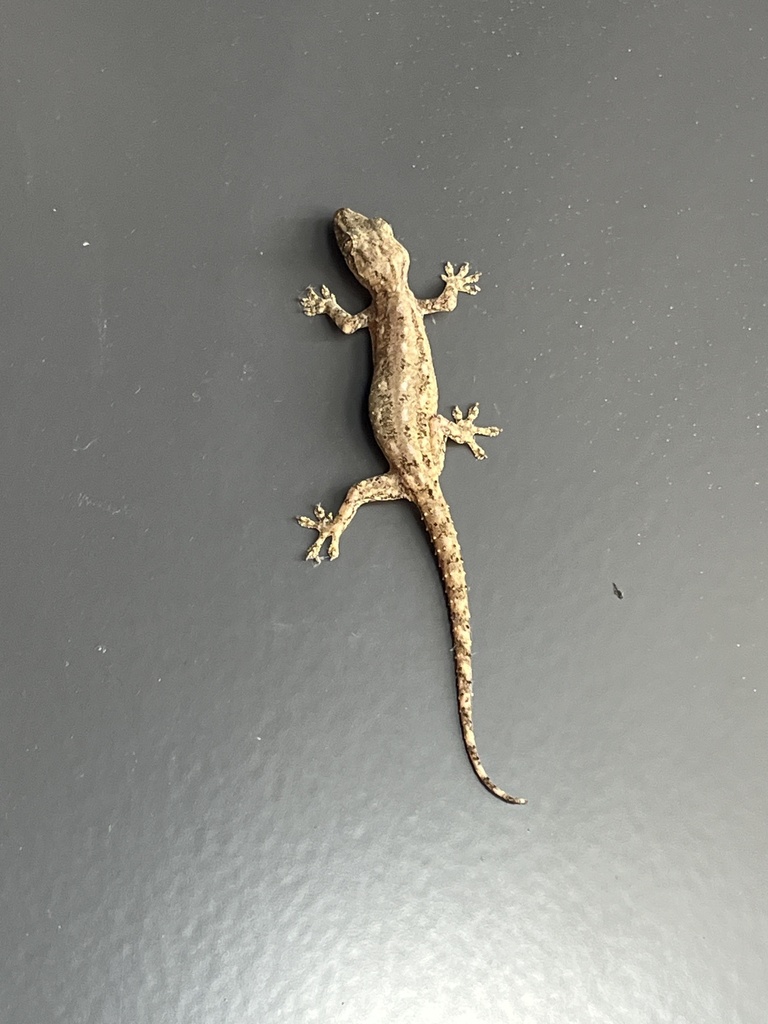 Asian House Gecko in December 2024 by Nakatada Wachi · iNaturalist