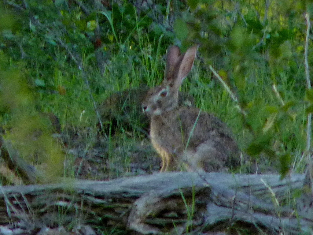 Scrub Hare from Mopani District Municipality, South Africa on December ...