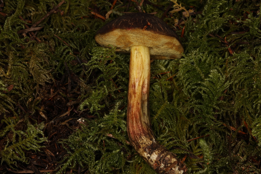 Xerocomellus diffractus from Randle, WA 98377, USA on November 01, 2024 ...