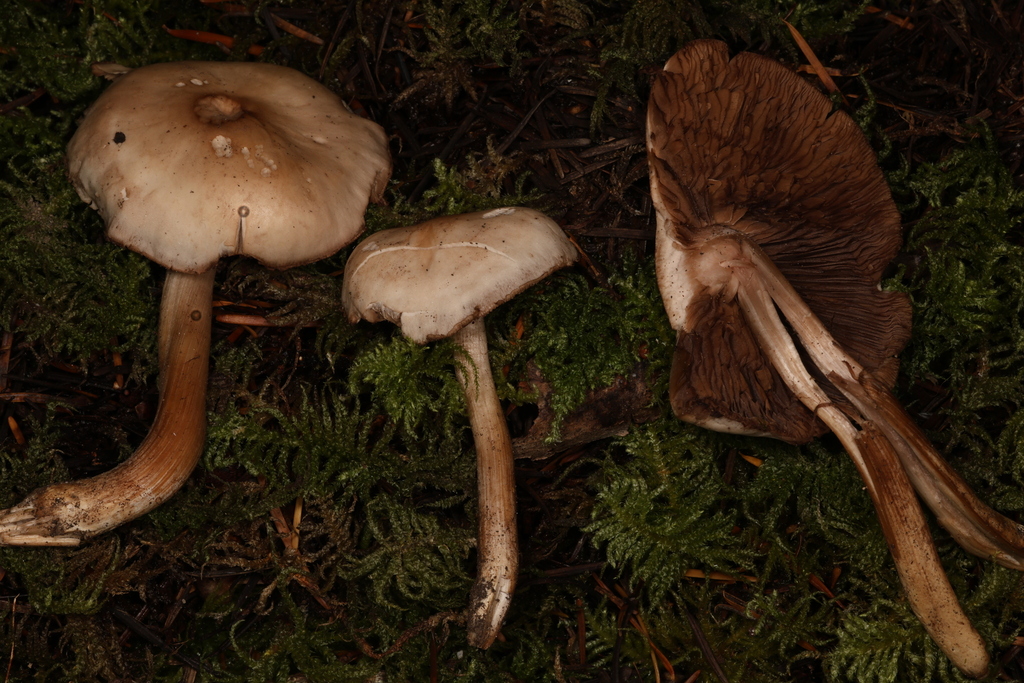 chestnut brittlestem from Randle, WA 98377, USA on November 01, 2024 at ...