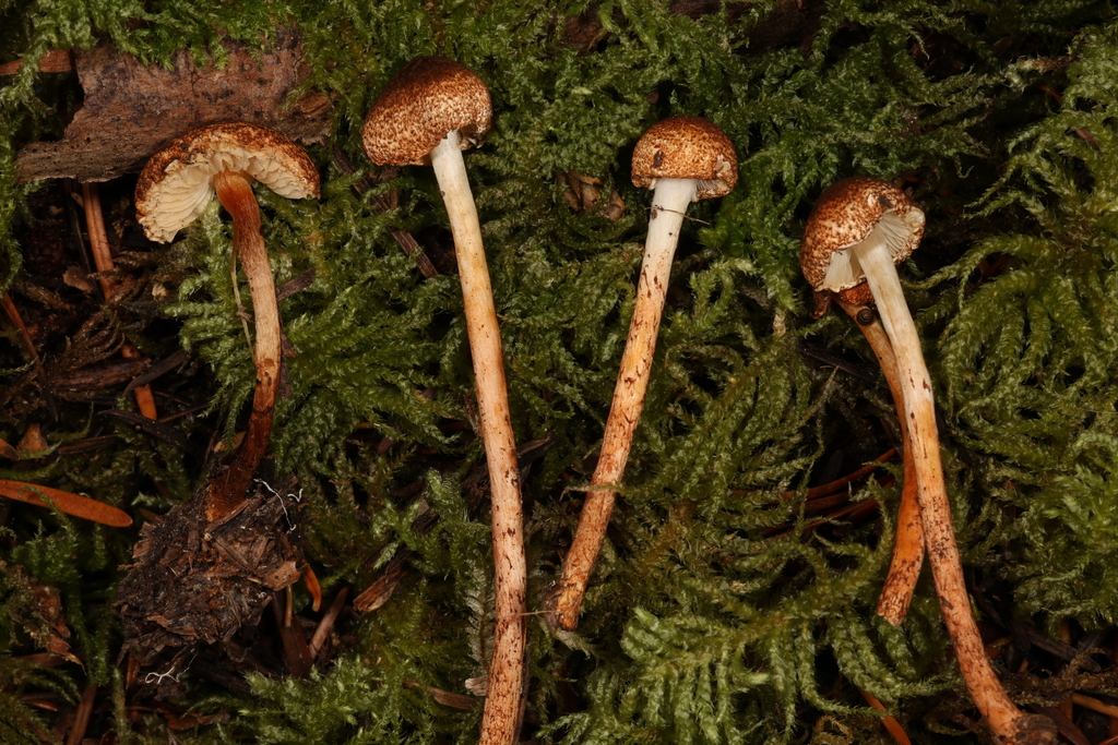 Chestnut Dapperling from Randle, WA 98377, USA on November 1, 2024 at ...