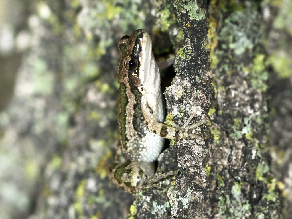 Spotted Chorus Frog from Collin County, TX, USA on December 18, 2024 at ...