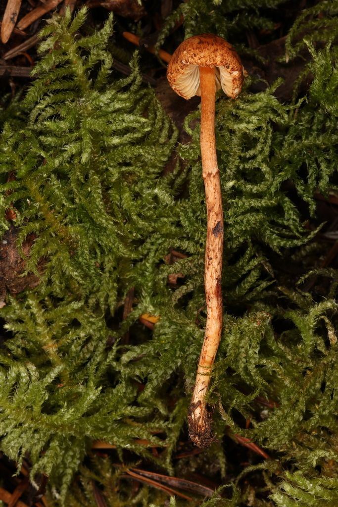 Chestnut Dapperling from Randle, WA 98377, USA on November 1, 2024 at ...