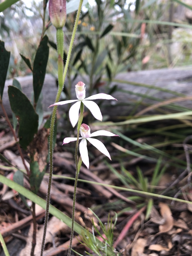 Musky Caps from Cooma-Monaro, AU-NS, AU on November 29, 2024 at 02:30 ...