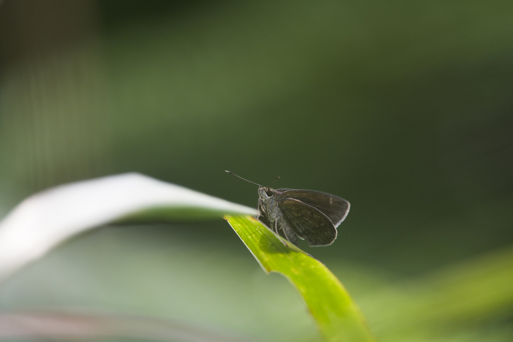 Forest Hopper from 中国广东省深圳市马峦山红花岭 on July 17, 2019 at 08:17 AM by jinze ...