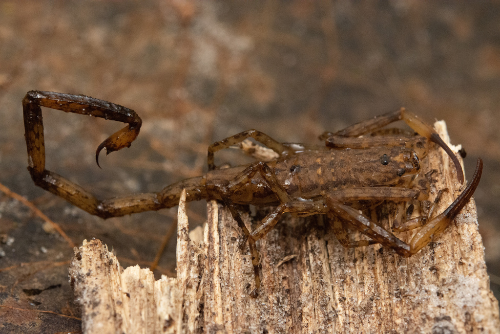 Lesser Brown Scorpion from Micheweni, Tanzania on December 12, 2024 at ...