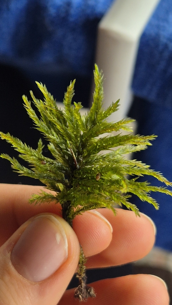 Tree Climacium Moss from Eichgraben, Österreich on December 25, 2024 at ...