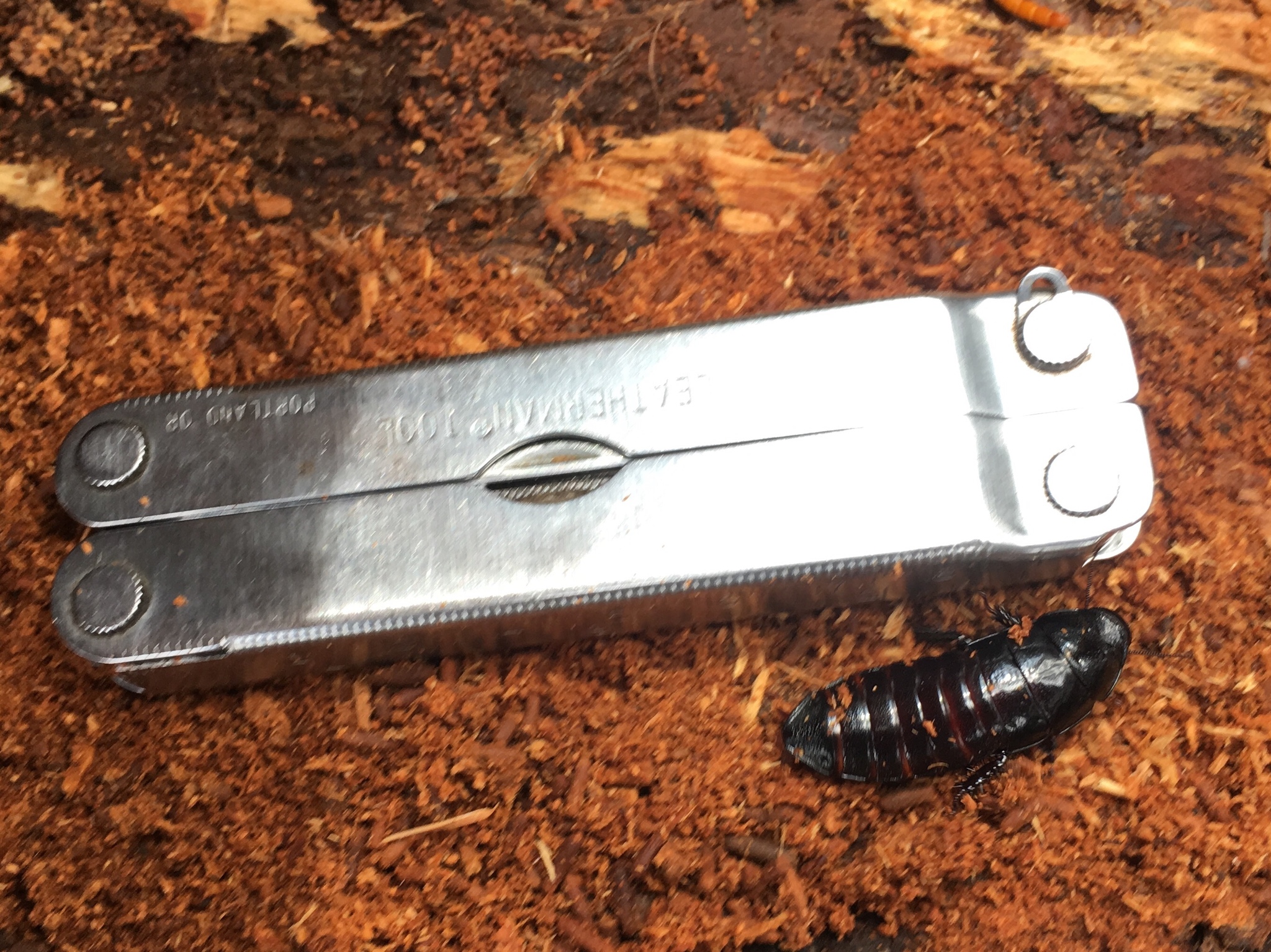 Cryptocercus clevelandi Byers, 1997