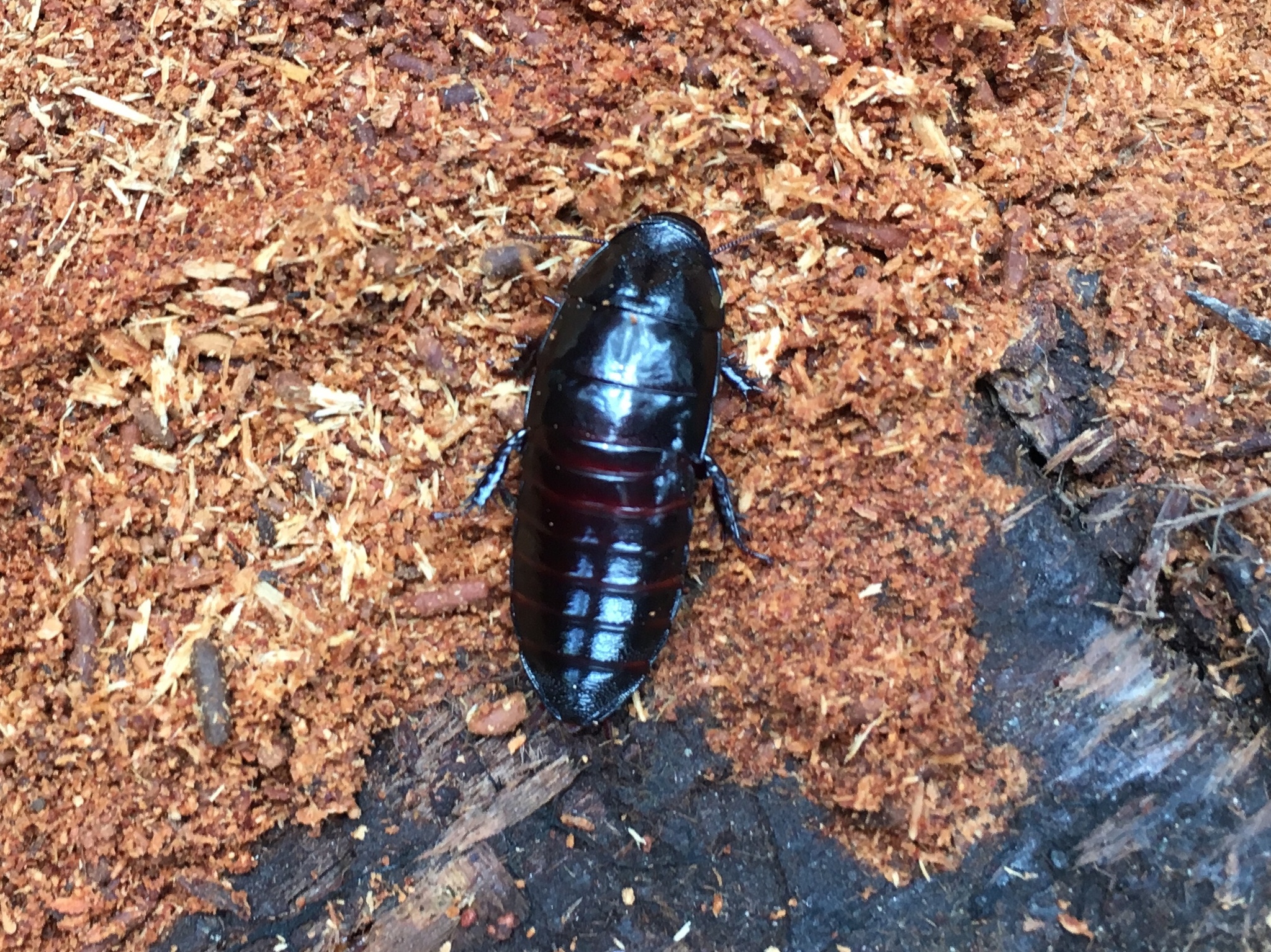 Cryptocercus clevelandi Byers, 1997