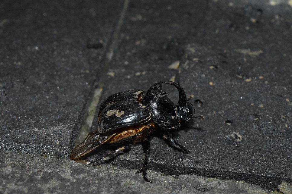 Copris ochus (Motschulsky, 1860)