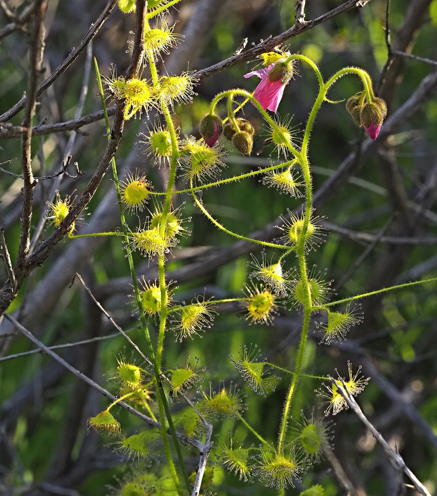 Drosera indumenta from Dunsborough WA 6281, Australia on September 23 ...