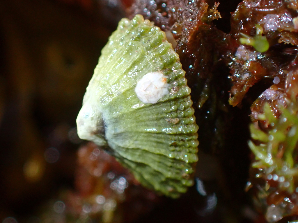 Cap-shaped False Limpet from Bateau Bay Beach, Bateau Bay Beach Access ...