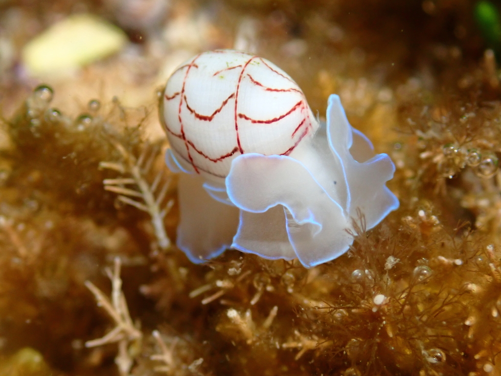 Red-lined Bubble Snail from Bateau Bay Beach, Bateau Bay Beach Access ...