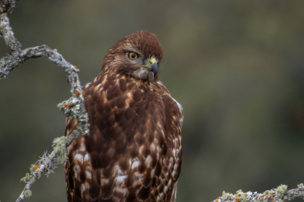 Red-tailed Hawk from 76221 Qro., México on December 20, 2024 at 11:53 ...