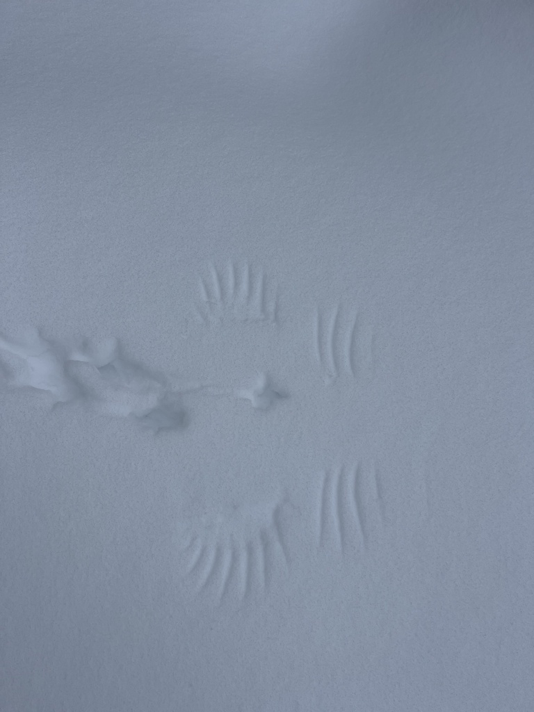 Ruffed Grouse from Queen Elizabeth II Wildlands Provincial Park ...