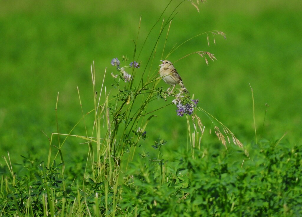 Grasshopper Sparrow from Stanley, MB R0G, Canada on July 7, 2024 at 09: ...
