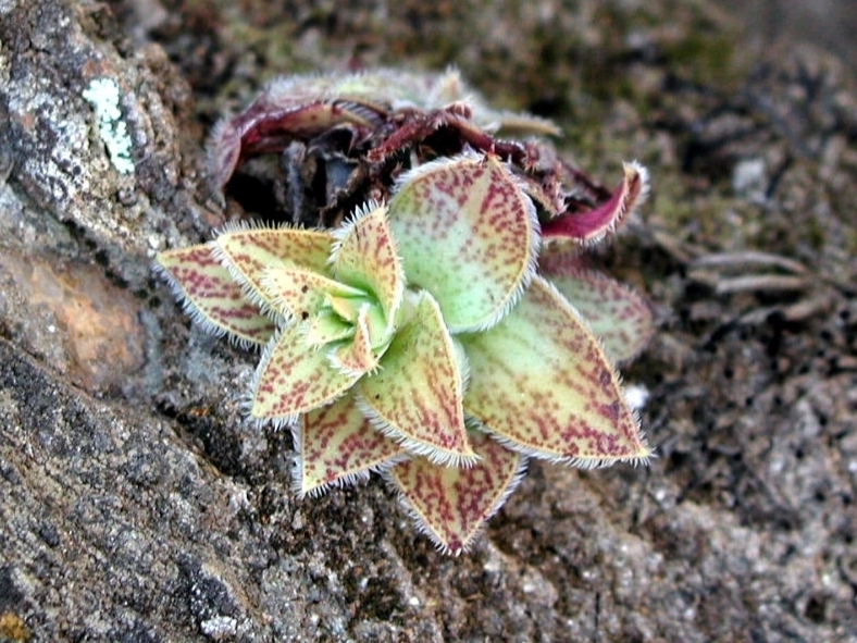 Crassula tabularis from Eros, Windhoek, Namibia on December 19, 2001 at ...