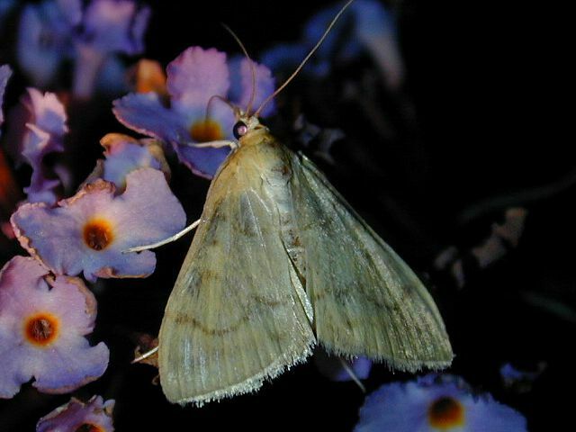 Common Hahncappsia Moth from Floyd Bennet Field, Brooklyn, NY, USA on ...