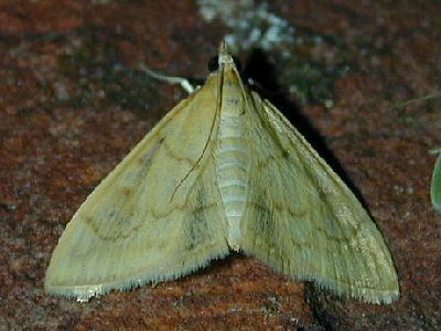 Common Hahncappsia Moth from Floyd Bennet Field, Brooklyn, NY, USA on ...