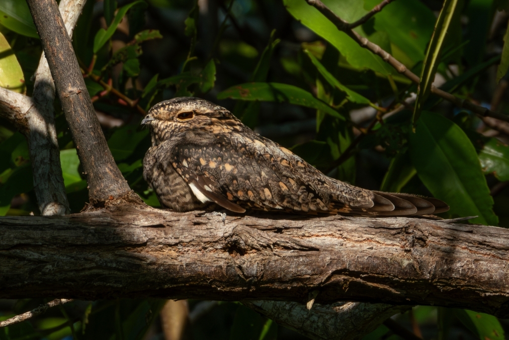 Lesser Nighthawk from San Pedro Mixtepec Distrito 22, Oax., México on ...