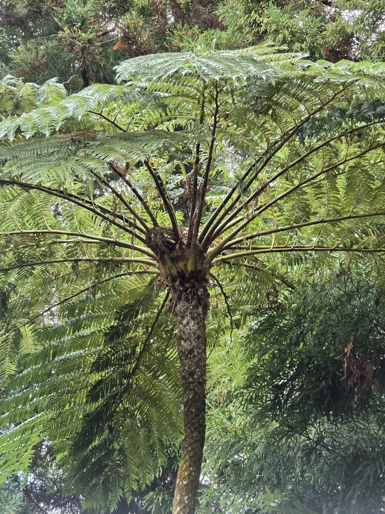 Scaly Tree Fern in December 2024 by Mário de Pinto Balsemão · iNaturalist