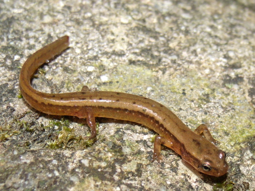 Brownback Salamander in May 2015 by John G. Phillips. GEDSC DIGITAL ...