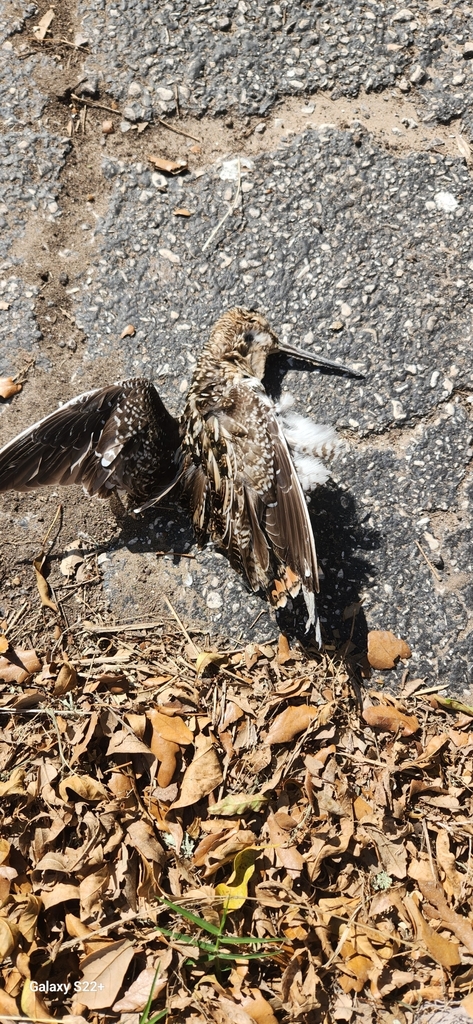 Wilson's Snipe from Rio Hondo, TX 78583, USA on December 25, 2024 at 12 ...