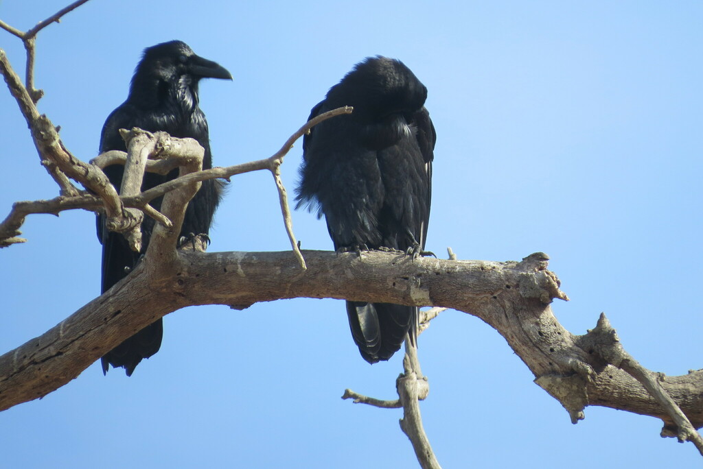 Common Raven from Ramona Grasslands Preserve, Highland Valley Rd ...