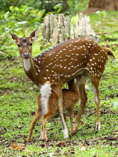 Family Cervidae (Siuslaw Model Forest Bioblitz – September 17, 2022 ...