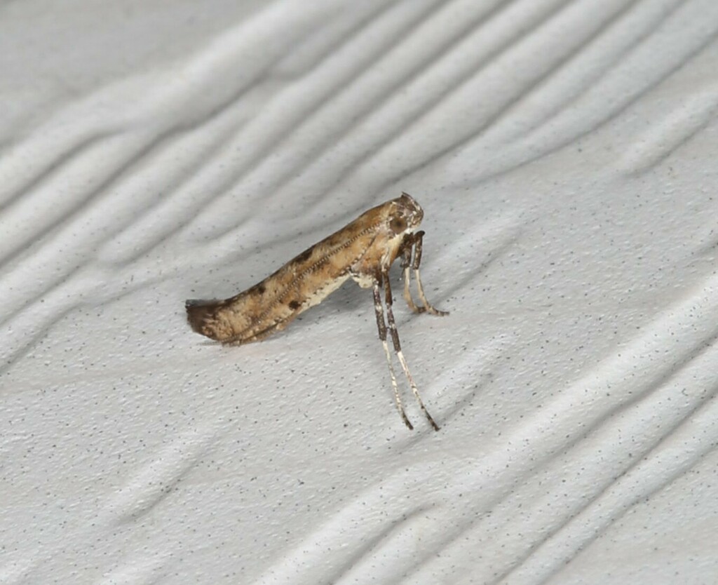 Caloptilia from Mont-Joli, QC, Canada, 1101 rue Lussier on August 08 ...