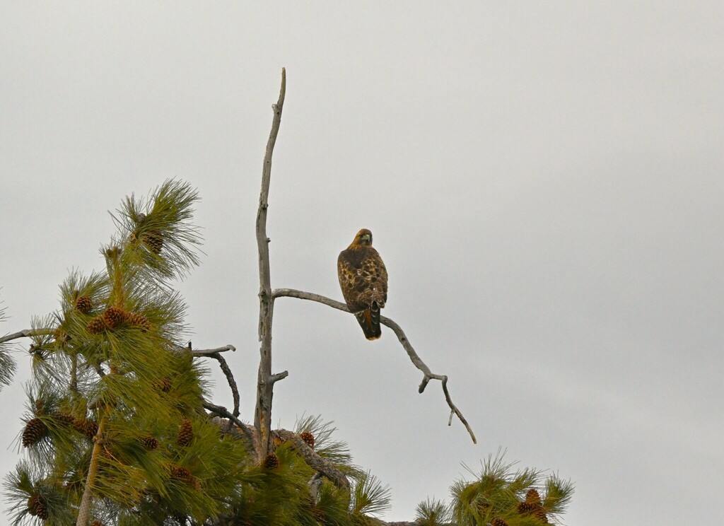 Red-tailed Hawk from Awbrey Butte, Bend, OR 97703, USA on December 18 ...