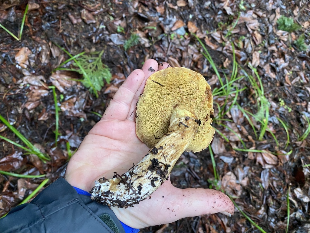 Fat Jack from Marin County, CA, USA on December 23, 2024 at 01:06 PM by ...