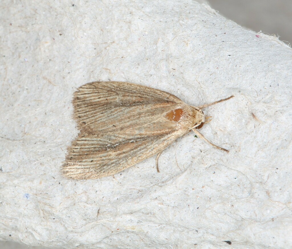 Narrow-winged Borer Moth from Mont-Joli, QC, Canada, 1101 rue Lussier ...