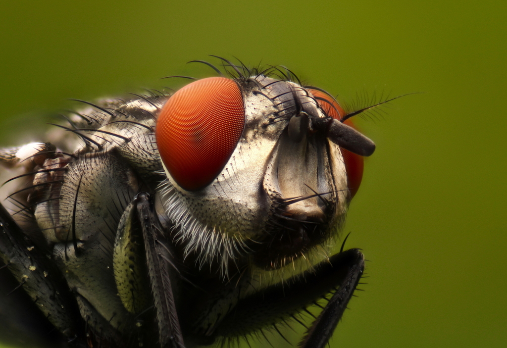 Bot Flies, Blow Flies, and Allies in August 2024 by Matthew Lindsey ...