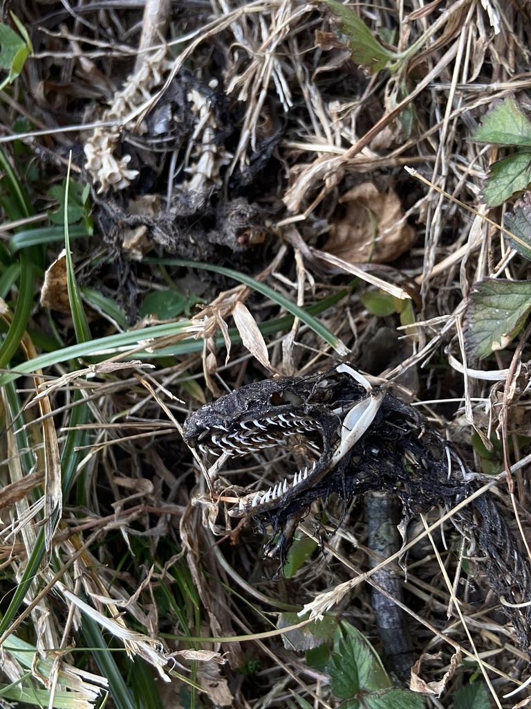 Colubrid Snakes from Lenoir, NC, US on December 25, 2024 at 04:55 PM by ...
