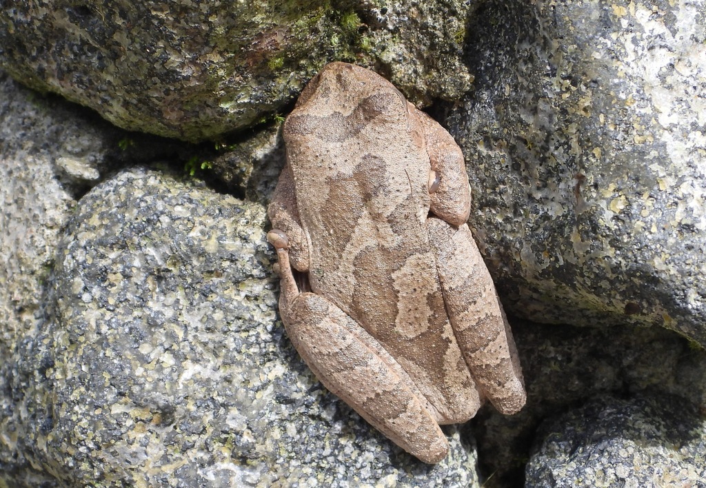 Drab Tree Frog from Alajuela Province, San Carlos, Costa Rica on December 10, 2024 at 03:02 PM ...