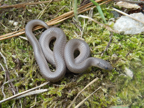 Eastern Earthsnake (Virginia valeriae valeriae) - Snakes and Lizards
