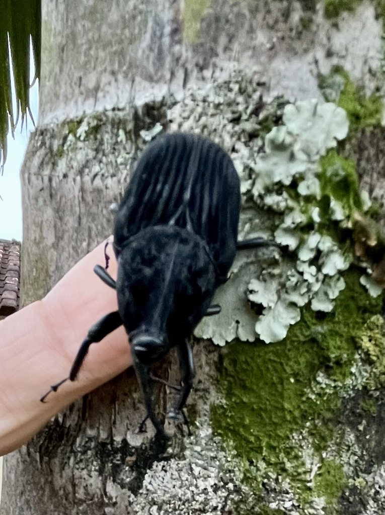 South American Palm Weevil from Rua Demétrio Elias Degazi, Guaratuba ...