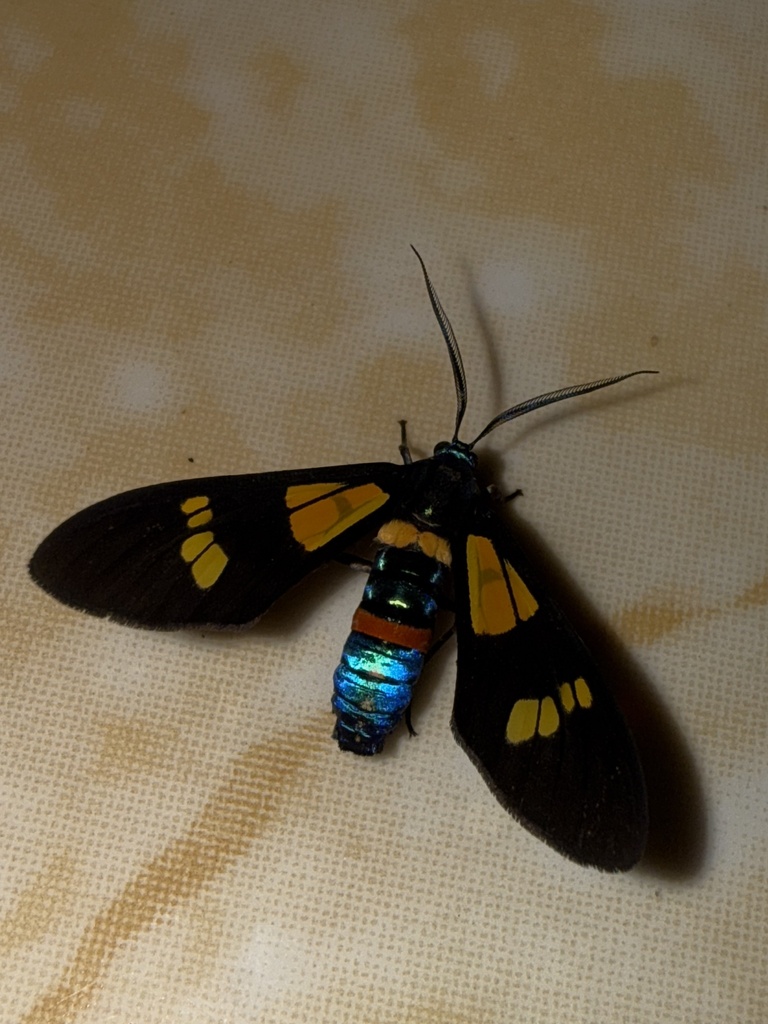 Euchromia guineensis from Rue 4.760, Yaounde, Centre, CM on December 26 ...