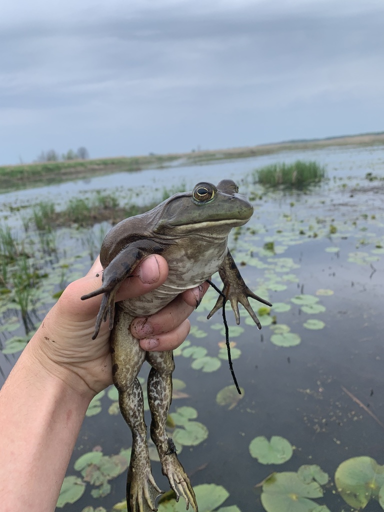 American Bullfrog from Clay, MI, US on May 22, 2021 at 08:23 AM by ...