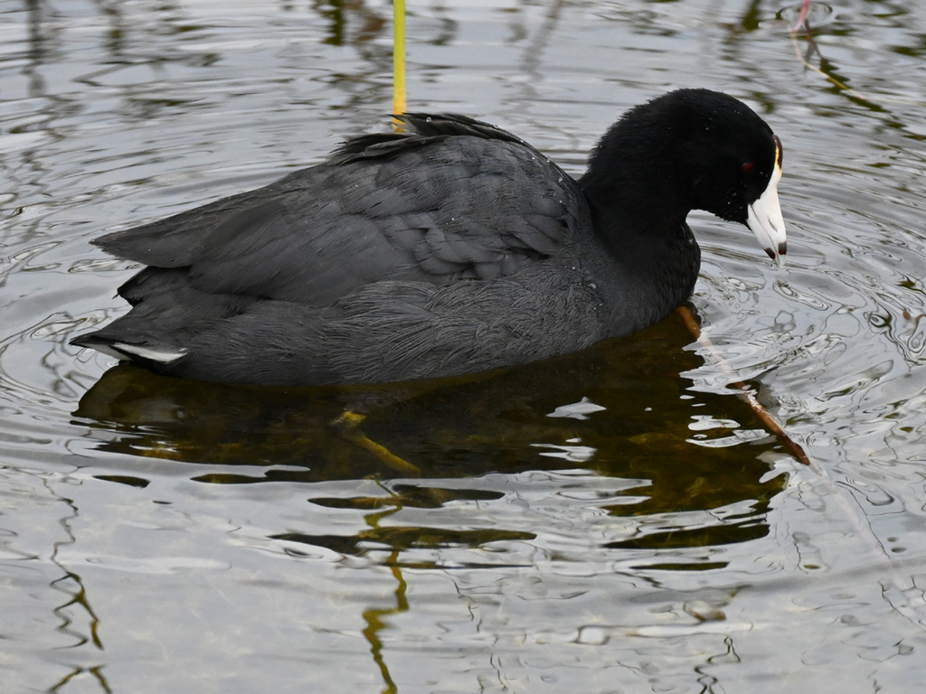 American Coot from Wellington, FL, USA on December 25, 2024 at 09:48 AM ...