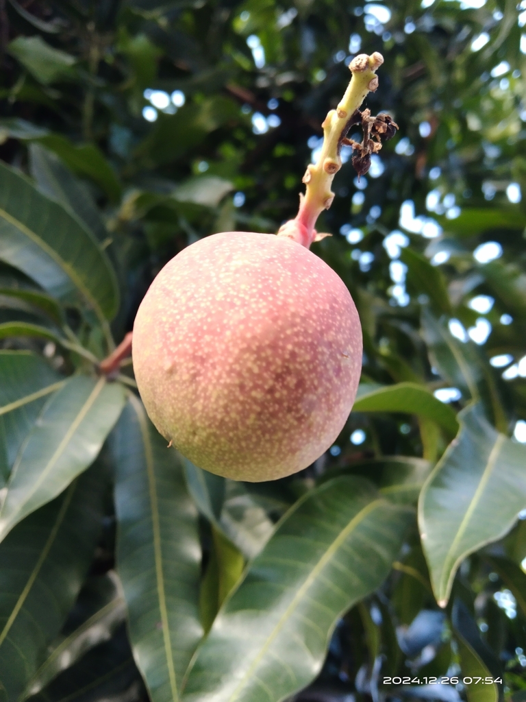 Indian mango from Kaohsiung, TW-KH, TW on December 26, 2024 at 07:54 AM ...