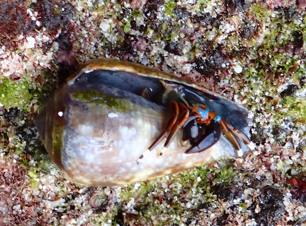 Left-handed Hermit Crab from Ethel Beach, Christmas Island Shire of ...