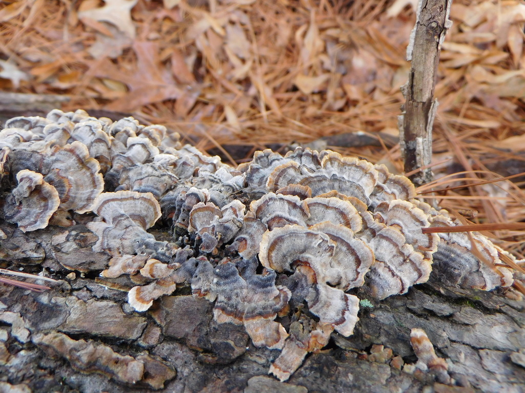 turkey-tail from Upshur County, TX, USA on December 25, 2024 at 02:38 ...