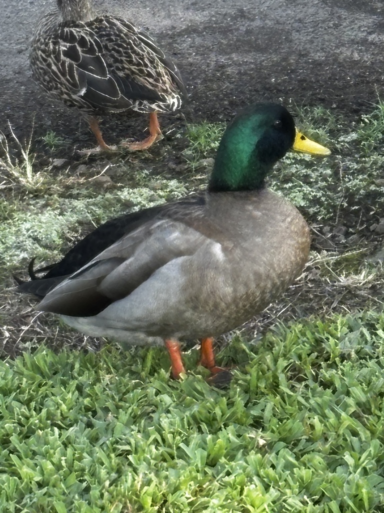 Mallard from Wailoa River State Recreation Area, Hilo, HI, US on ...
