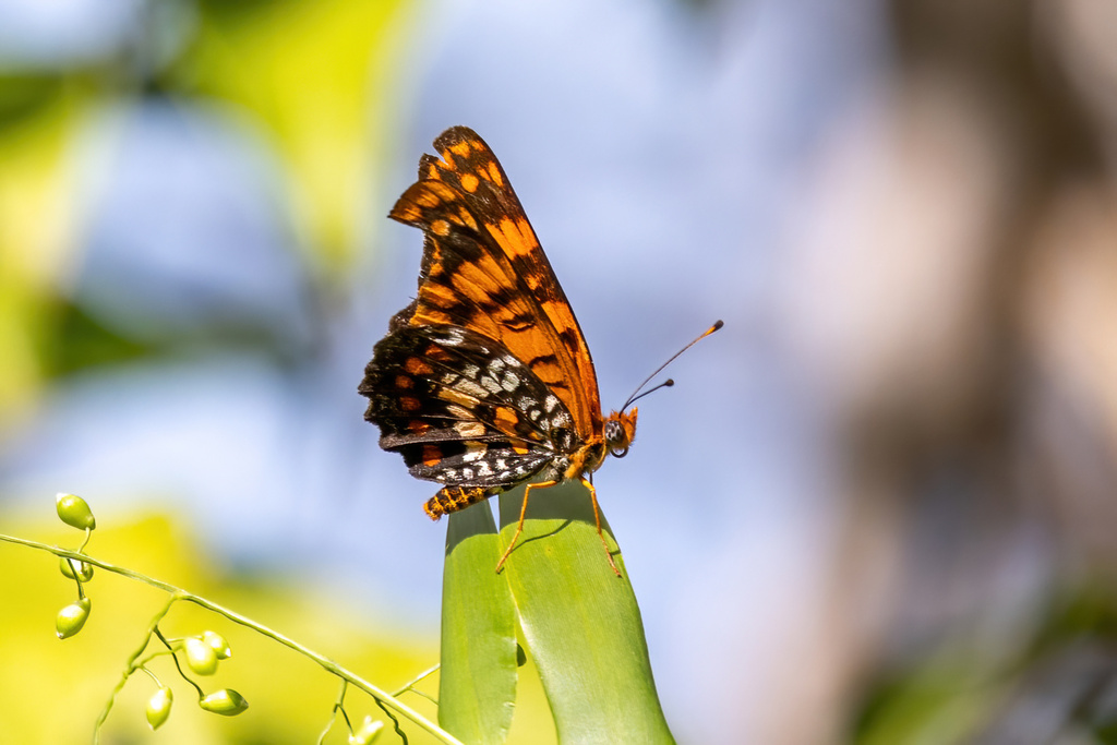 Puerto Rico Harlequin Butterfly from Caín Alto, San Germán 00683 ...