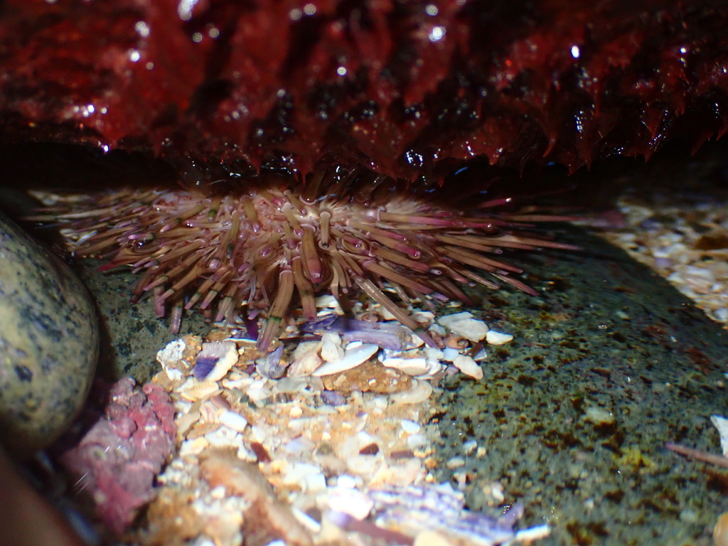 Western Pacific purple sea urchin from Central Coast NSW, Australia on ...
