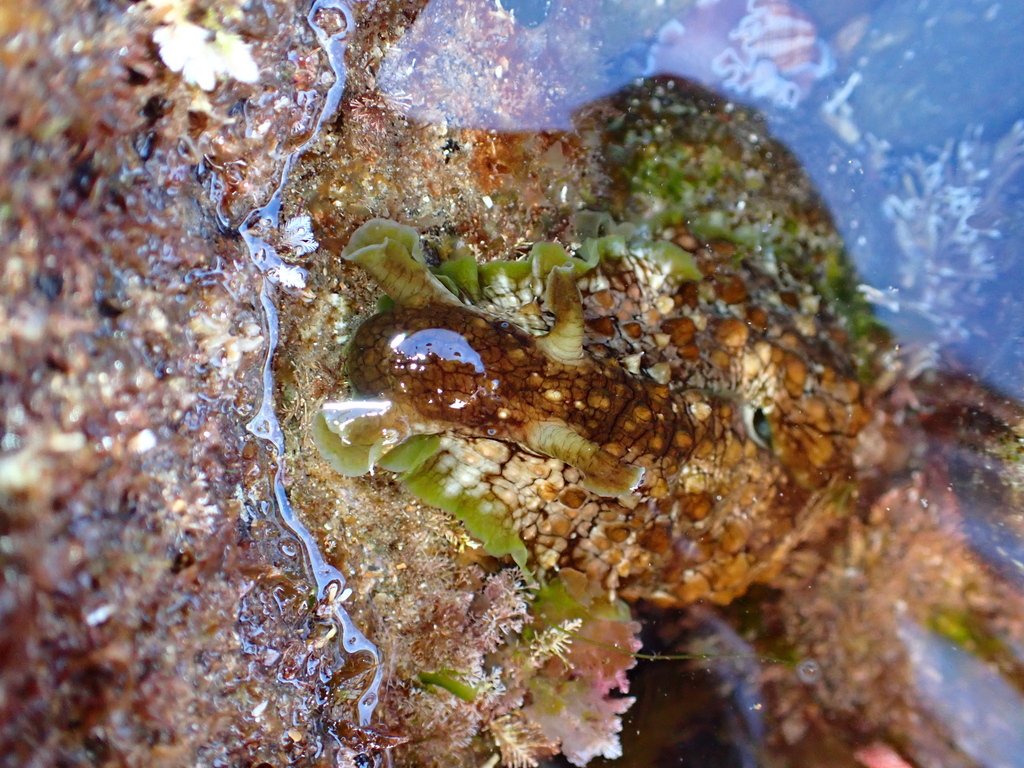 Dolabrifera brazieri from Central Coast NSW, Australia on November 18, 2024 at 04:51 PM by Emily ...