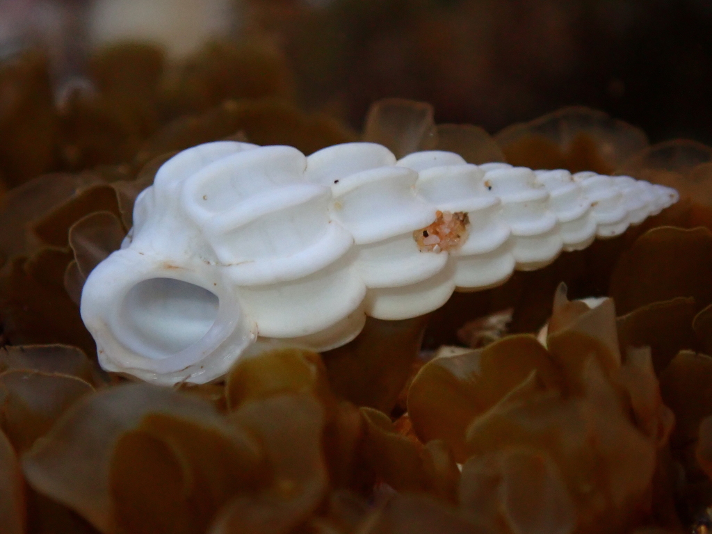 Opalia australis from Central Coast NSW, Australia on November 18, 2024 at 04:56 PM by Emily ...