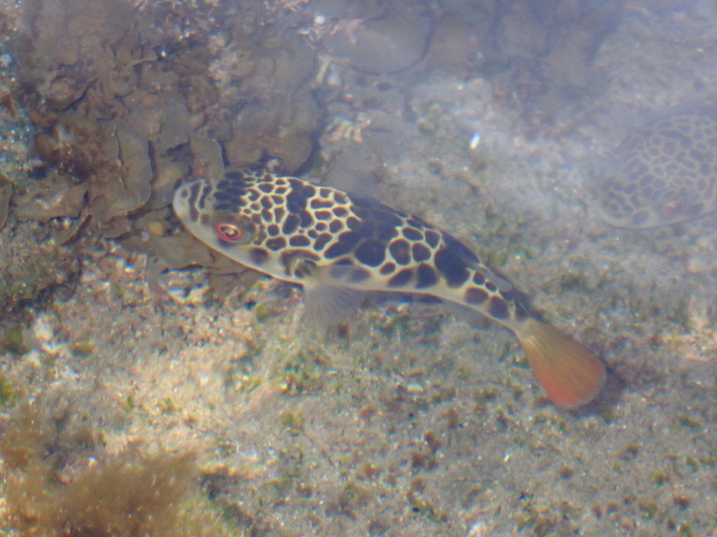 Smooth Toadfish from Central Coast NSW, Australia on November 18, 2024 ...